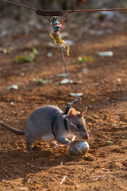 Sniffer Rats Detect Landmines and Tuberculosis in Mozambique | Amusing ...